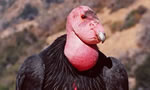 California Condor