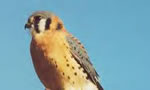 American Kestrel