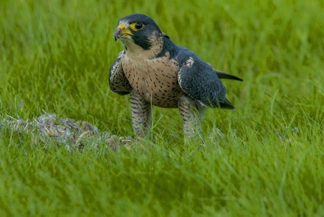 Peregrine Falcon Photo Credit - https://pixabay.com/photos/peregrine ...
