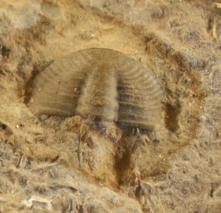 Untitled Document [prod.mrnussbaum.com]