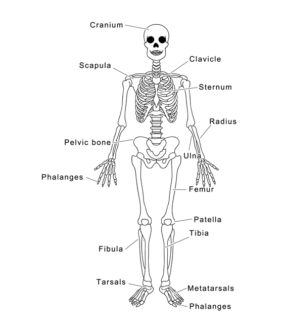 Click on the bones to learn more