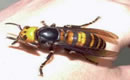 Japanese Giant Hornet