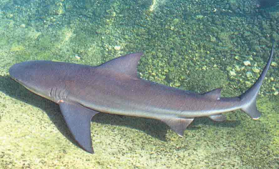 Diet: Bull Sharks are solitary, aggressive hunters that eat fish, other ...