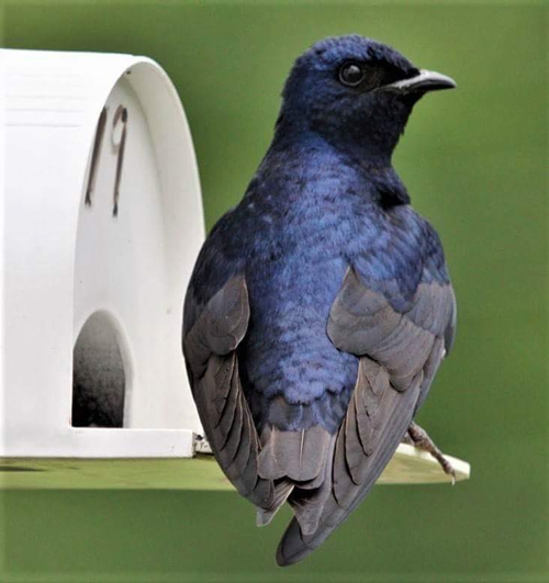 Male Purple Martin - Here, you can see really see the male's beautiful ...