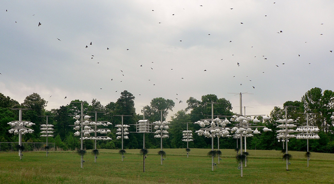 Look at this martin colony!