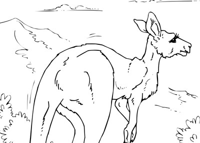 Kangaroo - Australian Animals Coloring