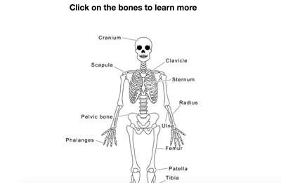 Bones of the Human Body Interactive