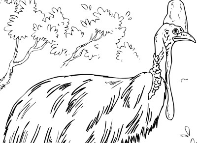 Cassowary - Australian Animals Coloring