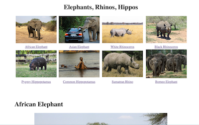 Elephants, Rhinos, and Hippos Interactive