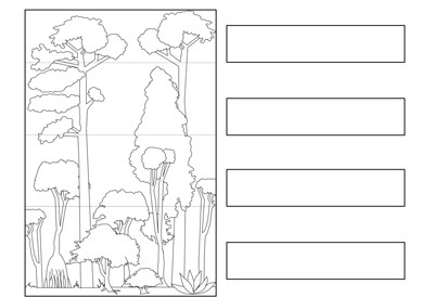 Layers of the Amazon Rainforest - Informational Coloring
