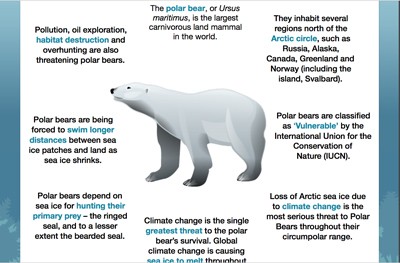 Polar Bear - Infographic