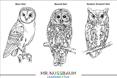 North American Owls Coloring Page