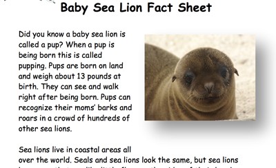Sea Lion Fact Sheet and Word Scramble