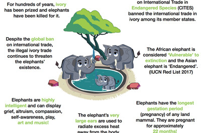 Elephants Infographic