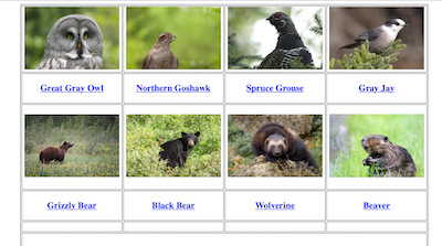 Wildlife of the Boreal Forest - Interactive Scavenger Hunt